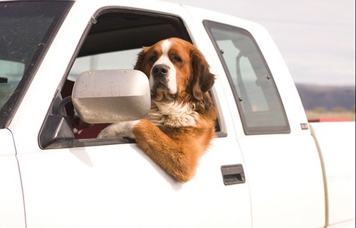 7 Tips To Consider Before Taking A Road Trip With A Dog