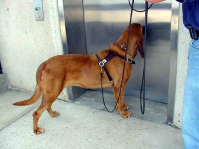 Dog Safety Tips For Escalators, Elevators, & Revolving Doors