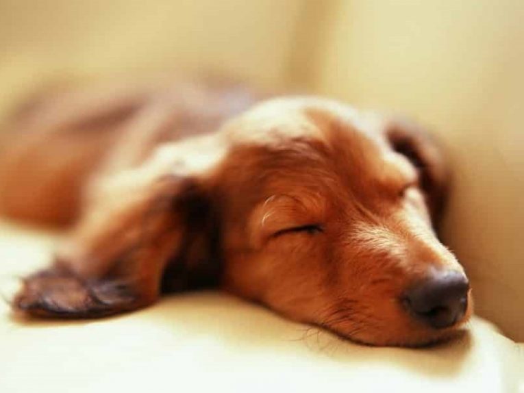 Dog Sleeping Patterns And How To Optimize Them