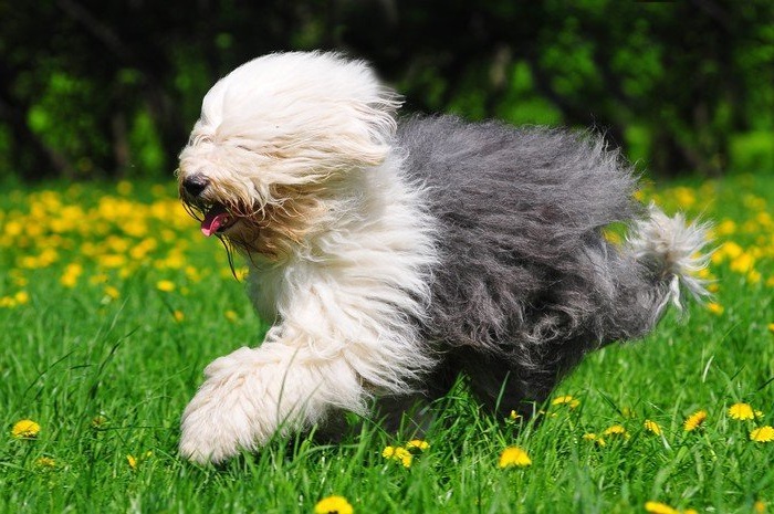 Pet Fur Everywhere? 5 Surprising Uses For Dog Hair!