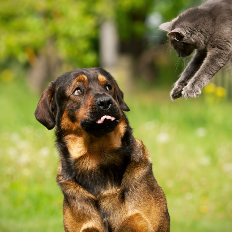 How To Protect Children From Dog Bites