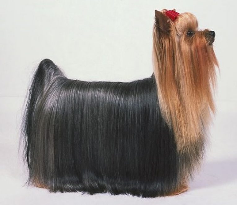 7 Different Dog Coat Types (Tips for Brushing)