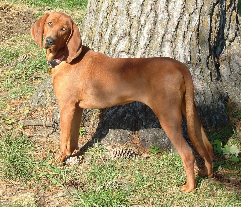 Busting Coonhound Myths: Why These Dogs Make Great House Pets
