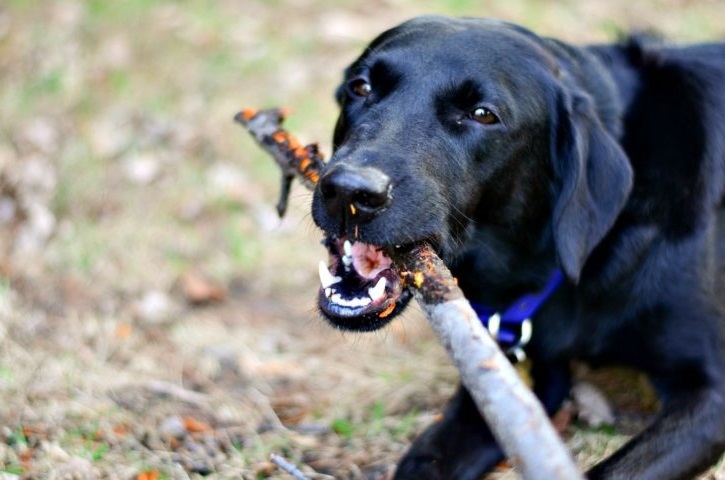 How To Stop Excessive Chewing In Dogs [Correcting Behavior Issues]