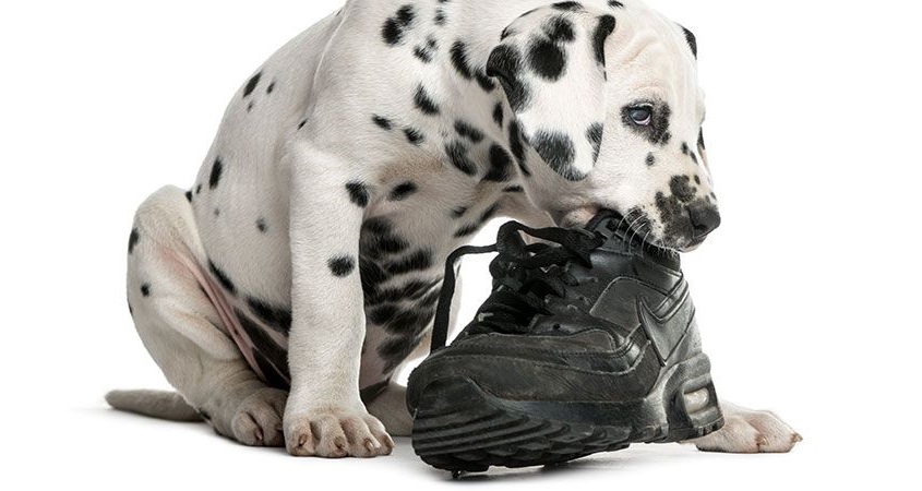 How To Stop Excessive Chewing In Dogs [Correcting Behavior Issues]