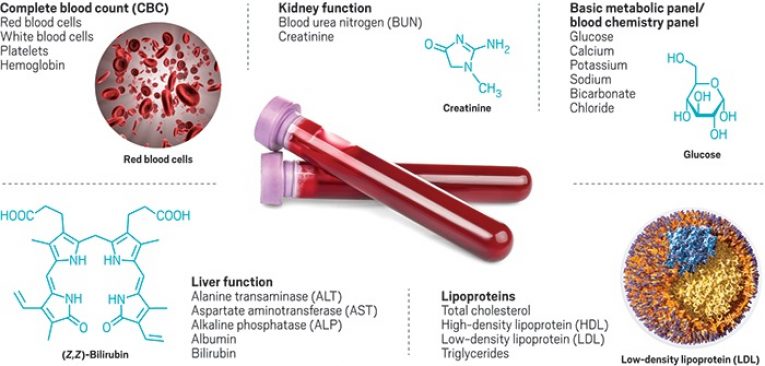 Strange Facts About Dog Blood Work: What it Means for You and Your Dog
