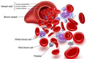 Strange Facts About Dog Blood Work: What it Means for You and Your Dog