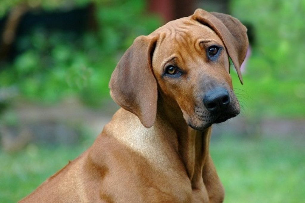 How to Treat Your Dog’s Throat Cancer