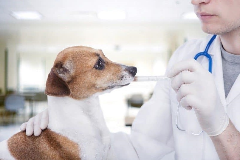 A Guide to Keeping Track Of Your Puppy's Vaccinations - An Overview