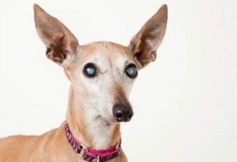 How to Treat Your Dog’s Retinal Hemorrhage