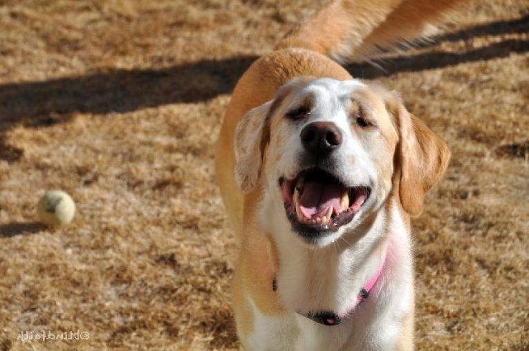 How to Treat Your Dog’s Retinal Hemorrhage