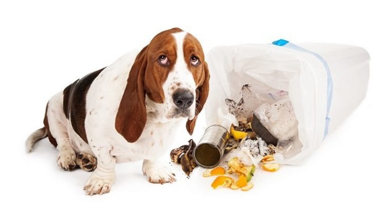 How to Recognize and Deal With Colitis in Dogs Without Big Effort!