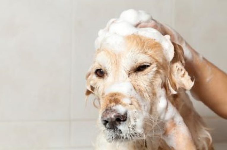 Homemade Dog Shampoo [4 Recipes For Every Doggy Need]