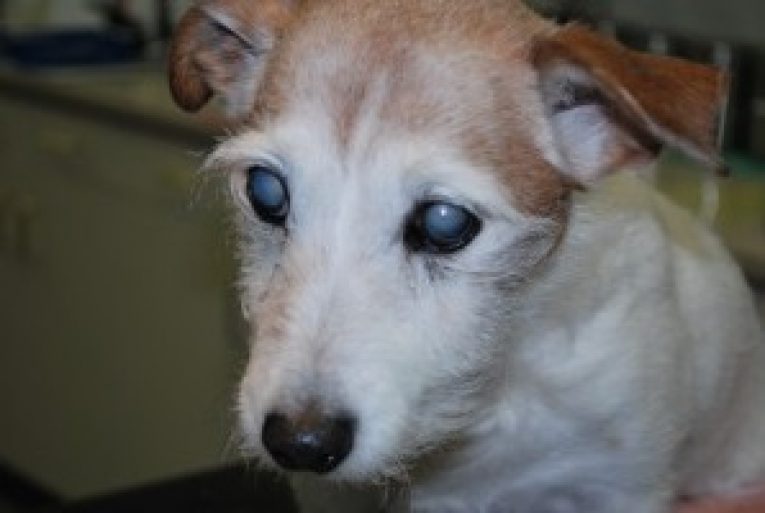 How to Treat Your Dog’s Retinal Hemorrhage