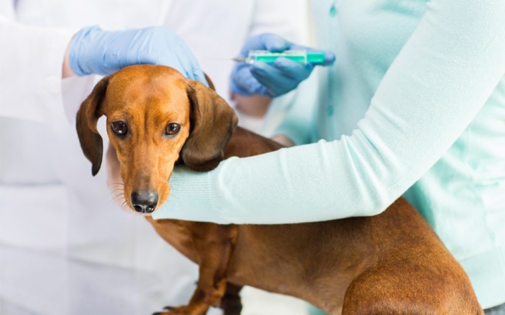 A Guide to Keeping Track Of Your Puppy's Vaccinations - An Overview