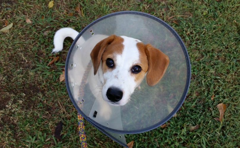 How To Treat Your Dog’s Mange Naturally