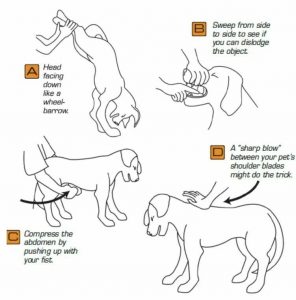How to Help a Choking Dog? Before it's too late!