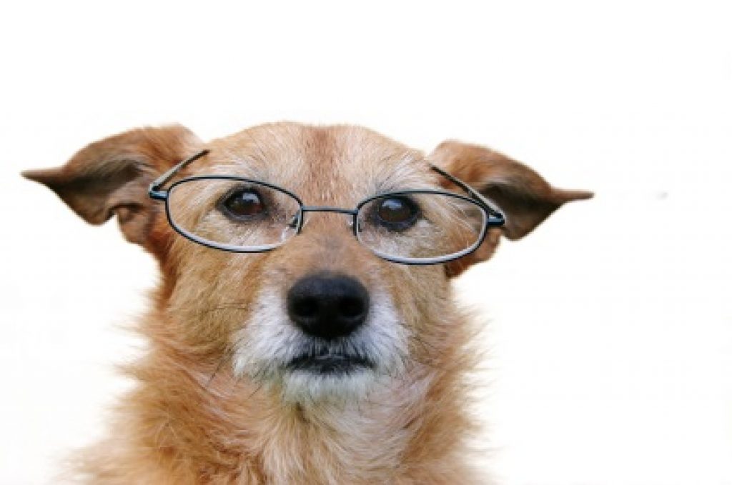 How to Recognize and Manage Cognitive Dysfunction in Dogs? Read This!