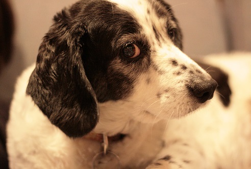 How to know Canine Papilloma Virus Better Than Anyone Else