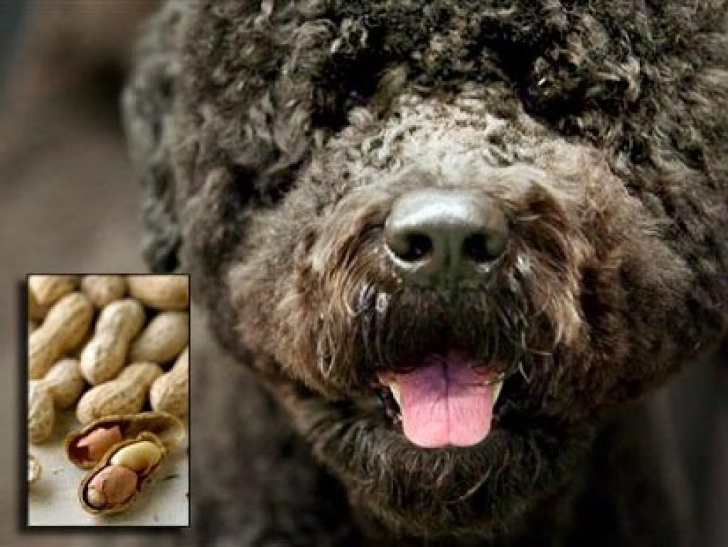 Peanut Sniffing Dog Save Lives: Guide to Sniffing Out The Best Peanuts