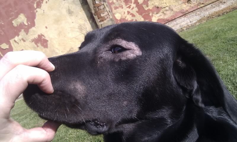 A Guide to How to Get Rid of Ringworm On Dogs at Any Age