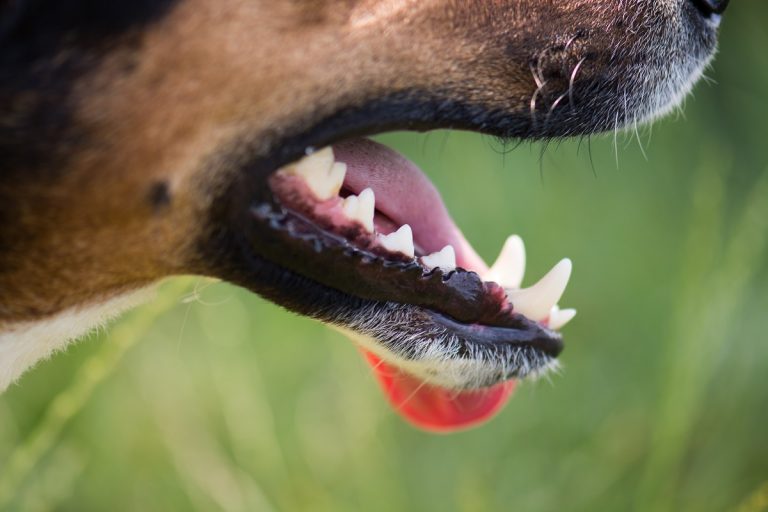 Cómo tratar el absceso dental de su perro | Association LEA