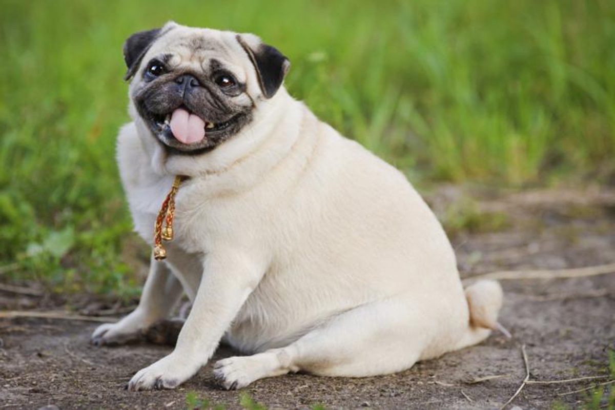 Dog Obesity: How to Help a Dog Lose Weight Fast?