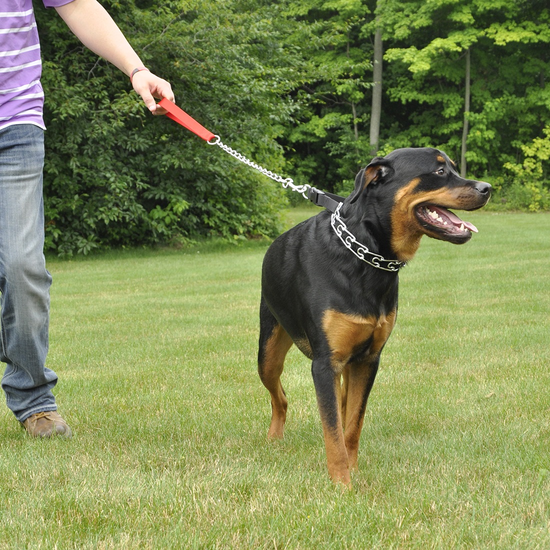 Best Dog Leashes Reviews – A Guide to Choosing the Perfect Leash!
