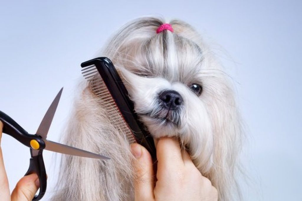 Pet Grooming: Professional Tips to Keep Your Pet Looking its Best