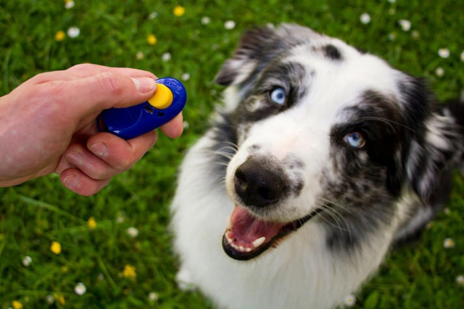 How To Teach A Dog Its Name [10 Training Steps]