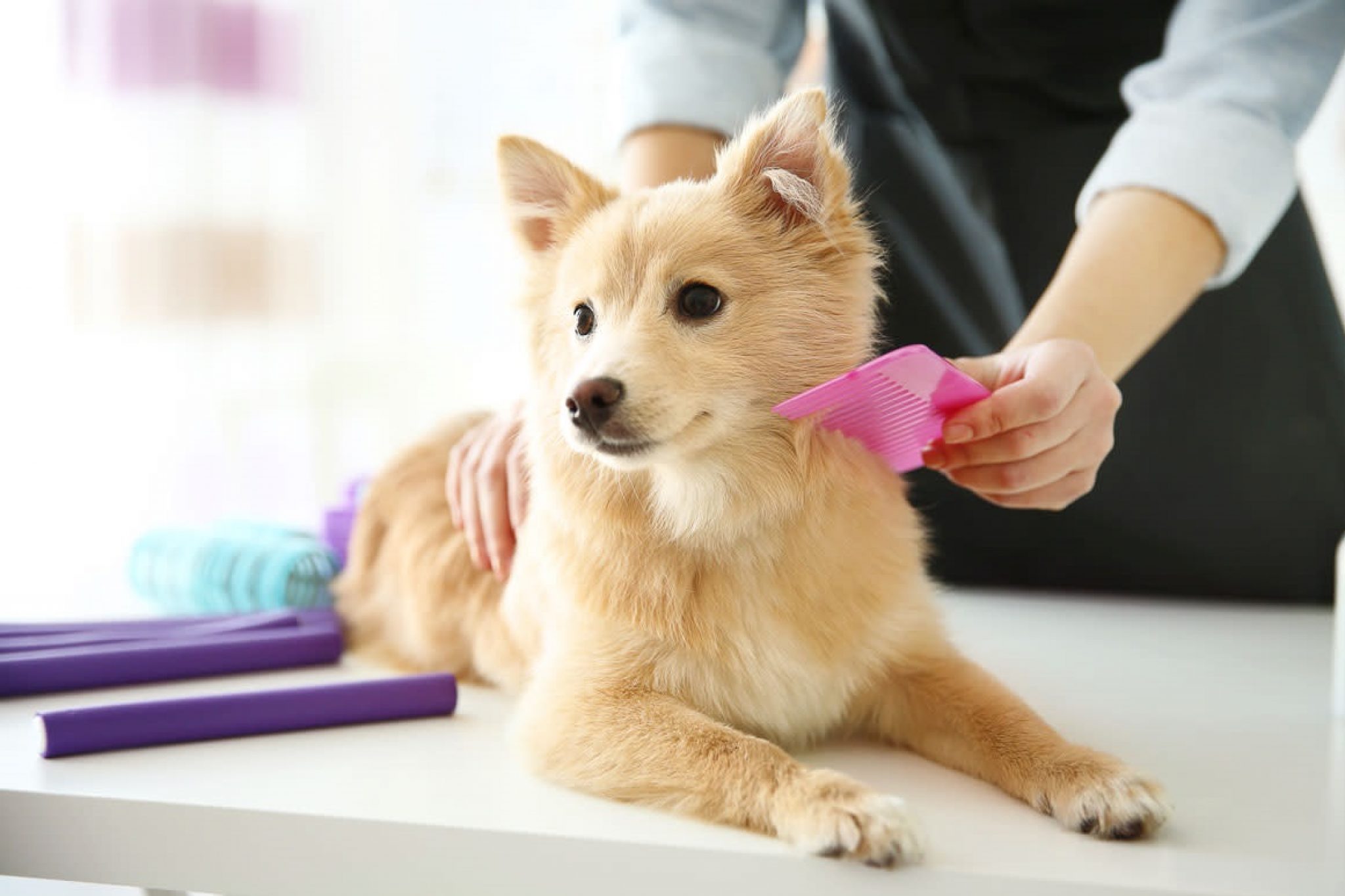 Grooming Your Pet By Yourself , How to grooming our dogs