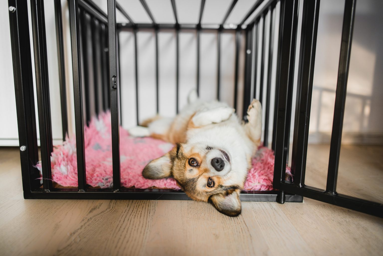 How To Fold A Dog Crate [3 Easy Steps]