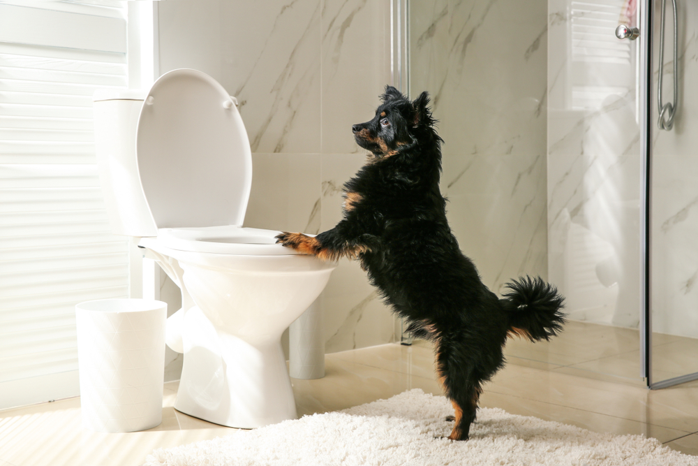How To Potty Train A Dog? Tips for Successful Housebreaking!