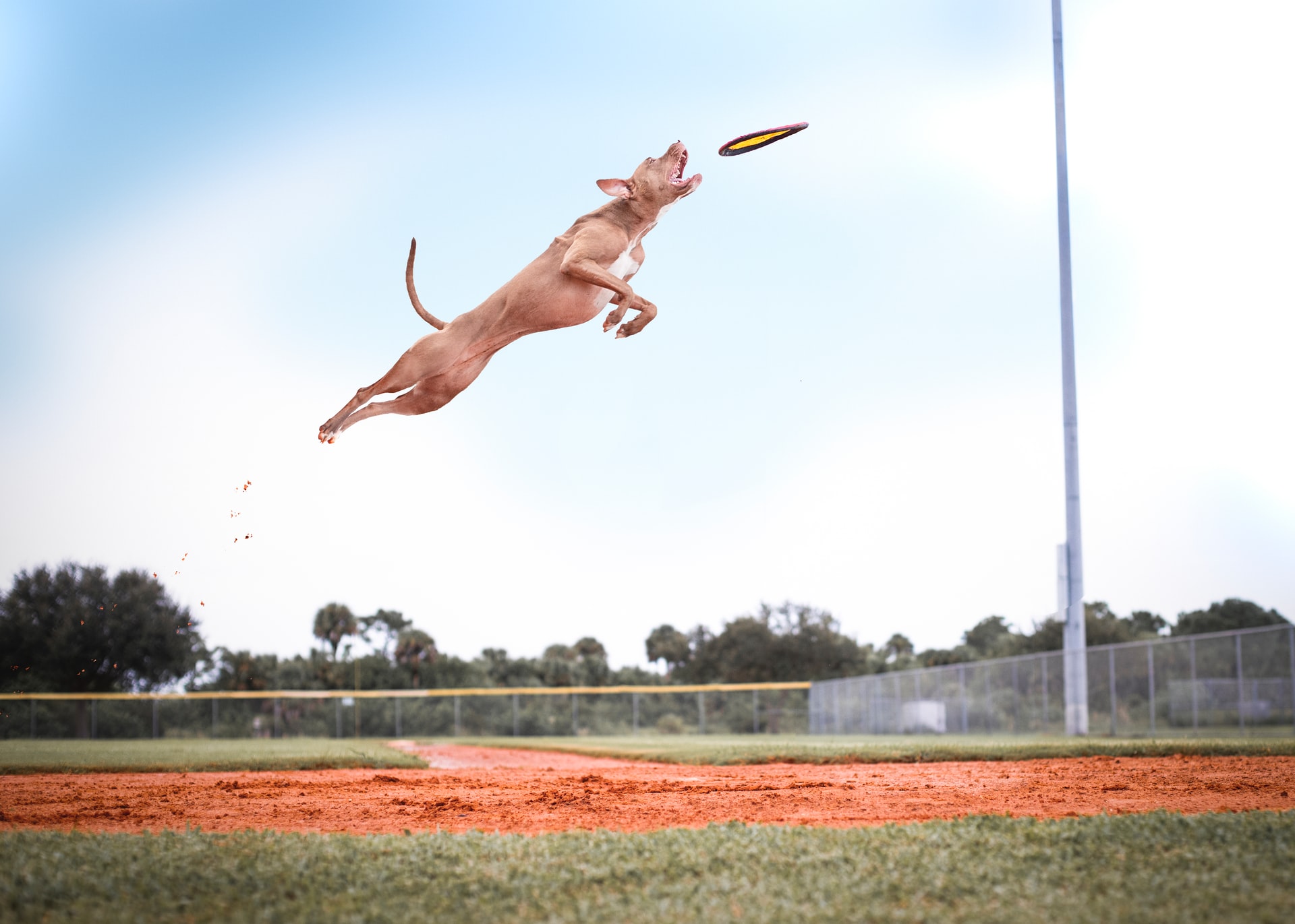How To Train A Dog To Fetch in 4 Steps [Fun Times For Fido]