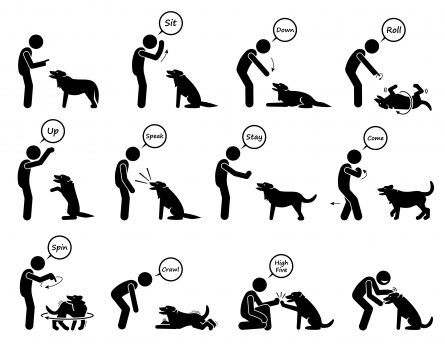 12 Dog Training Hand Signals [And How To Use Them]