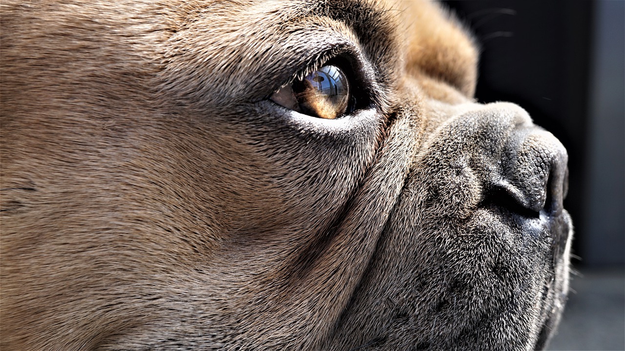 Dry Skin On Dogs [Common Causes and Effective Remedies]