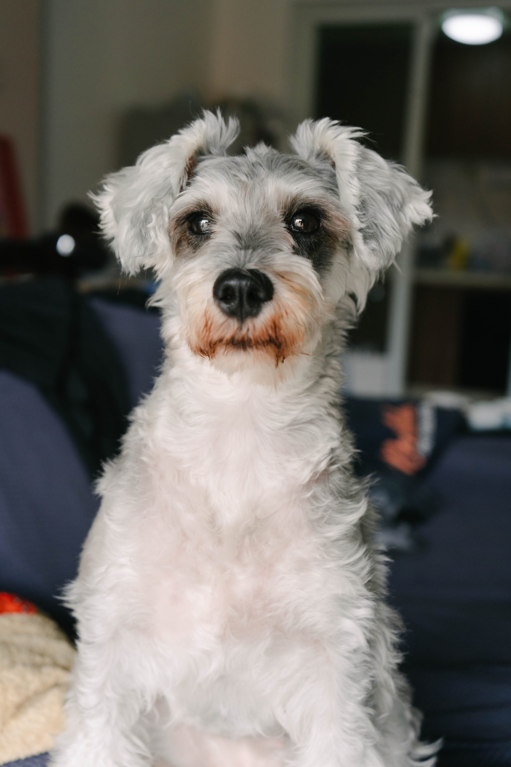 Matted Dog Hair [4 Tools To Use And Effective Home Remedies]