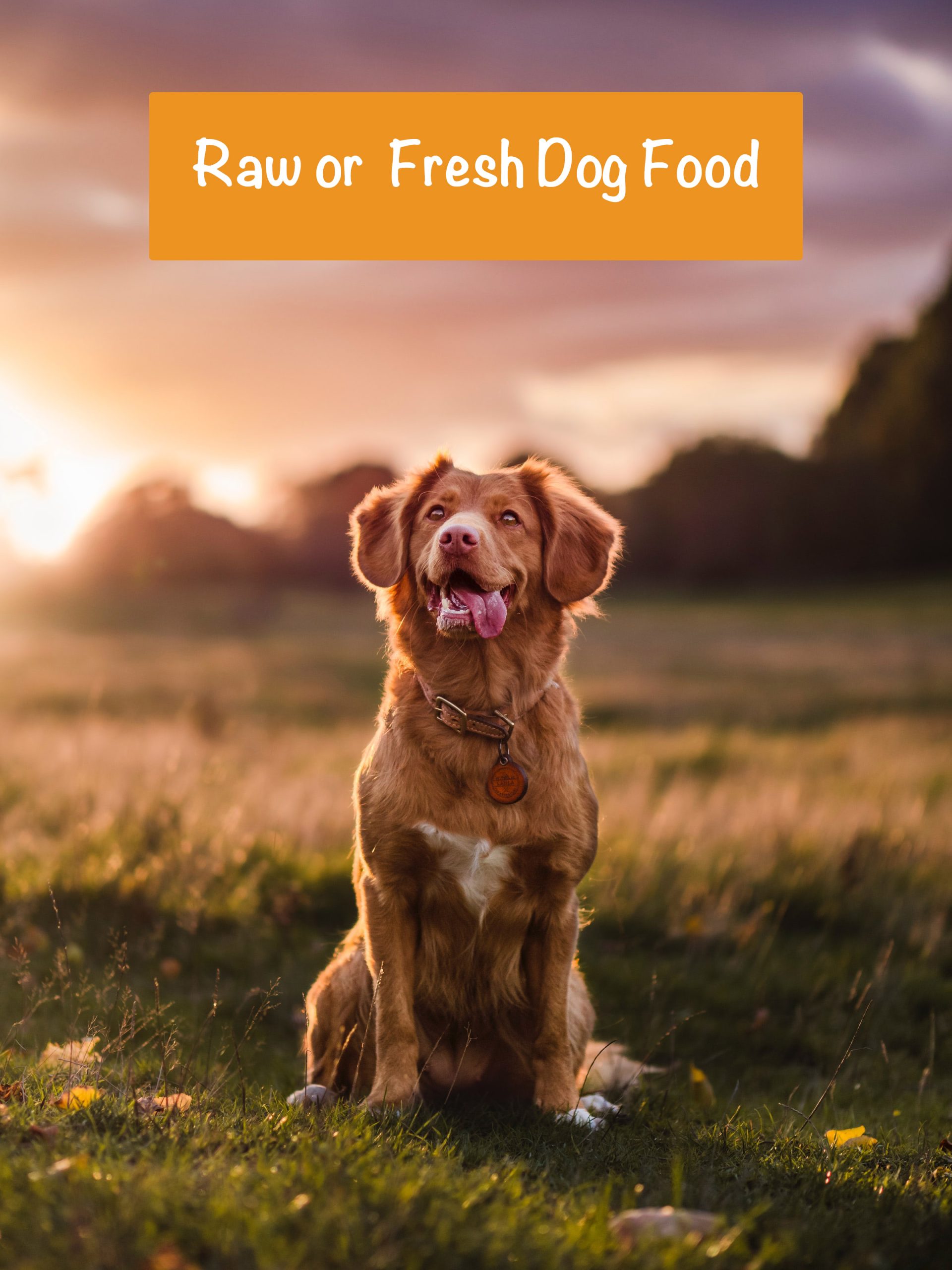 Raw vs Fresh Dog Food (Let's Explore 6 Key Differences)