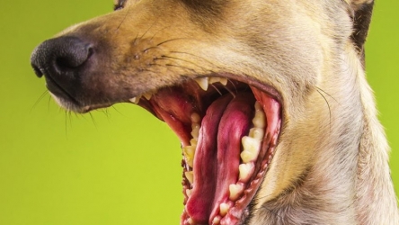 How to treat your dog’s viral papillomas (Warts)